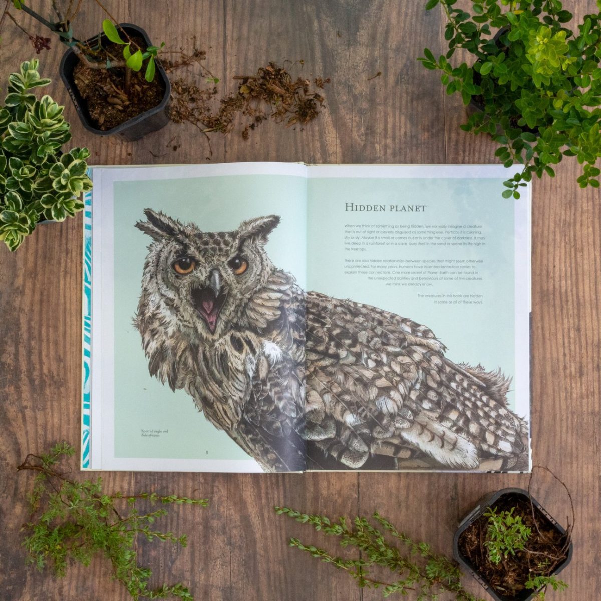 Hidden Planet - Illustrated Wildlife Book – Urban Makers