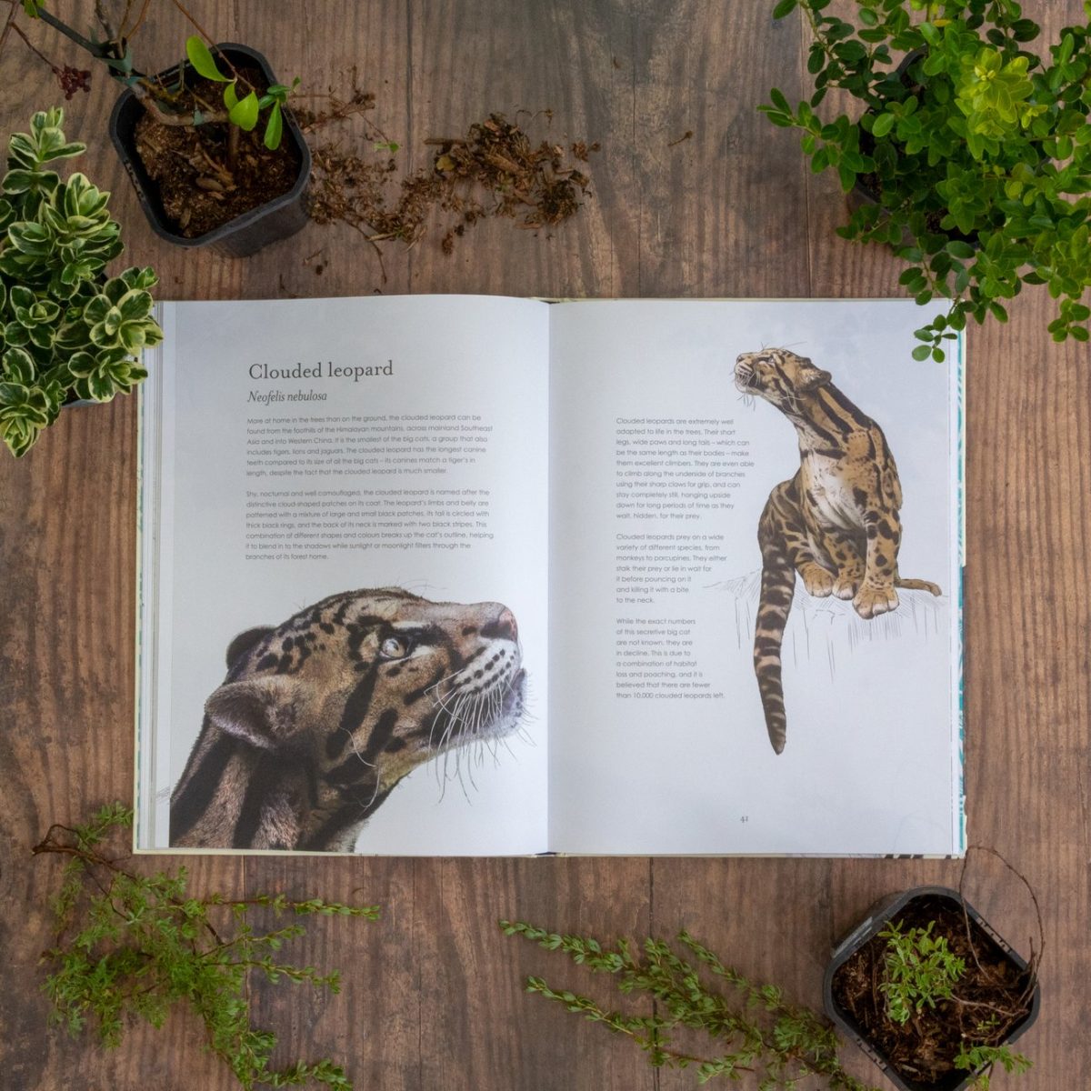 Hidden Planet - Illustrated Wildlife Book – Urban Makers